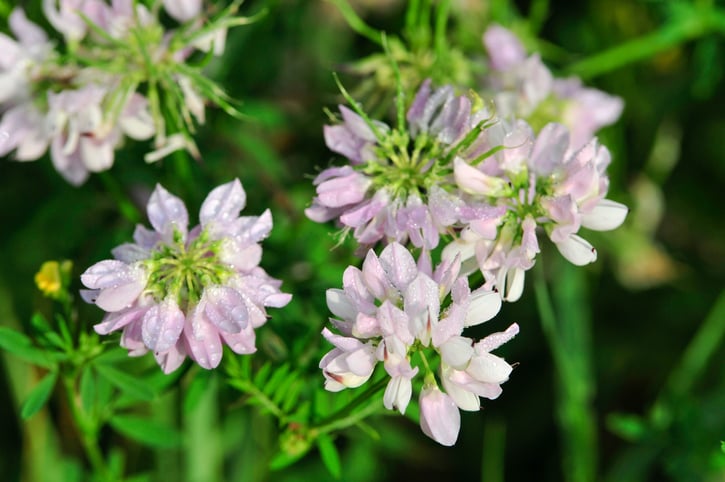 Astragalus: The King of Herbs