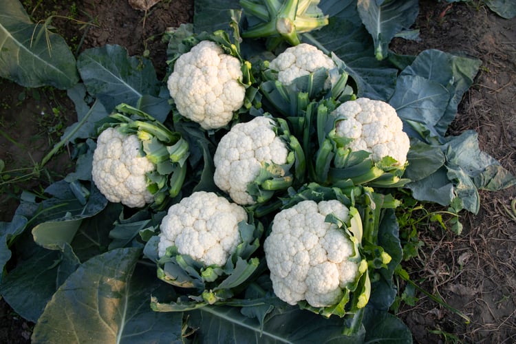 The Countless Benefits of Cauliflower